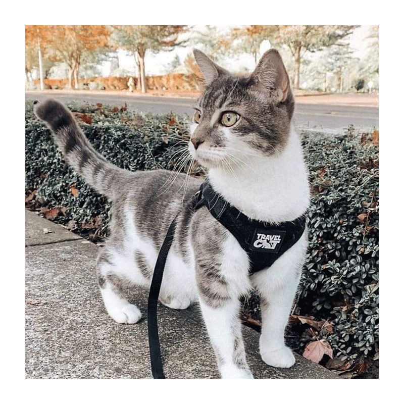 Adventurer Travel Cat Harness and Leash Set – The Cat Connection