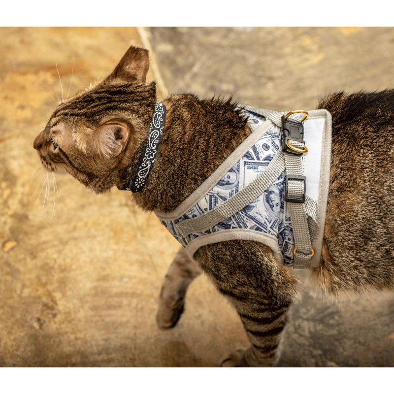 Adventurer Travel Cat Harness and Leash Set – The Cat Connection